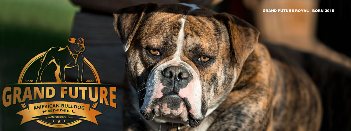 About Us – Grand Future Dog Food