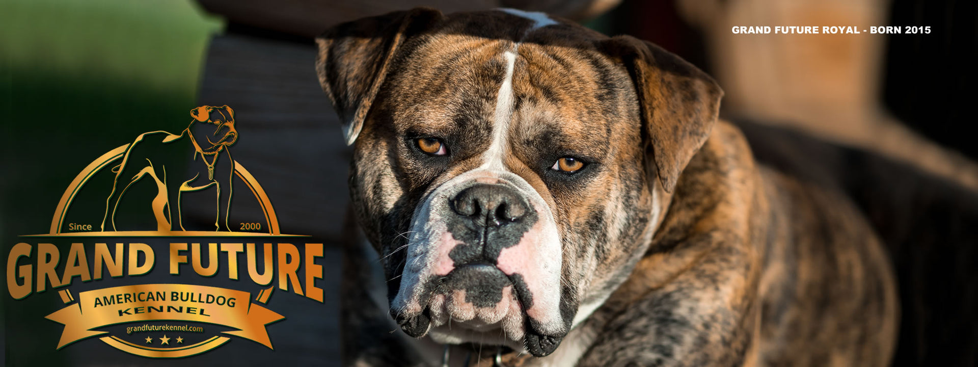 About Us – Grand Future Dog Food